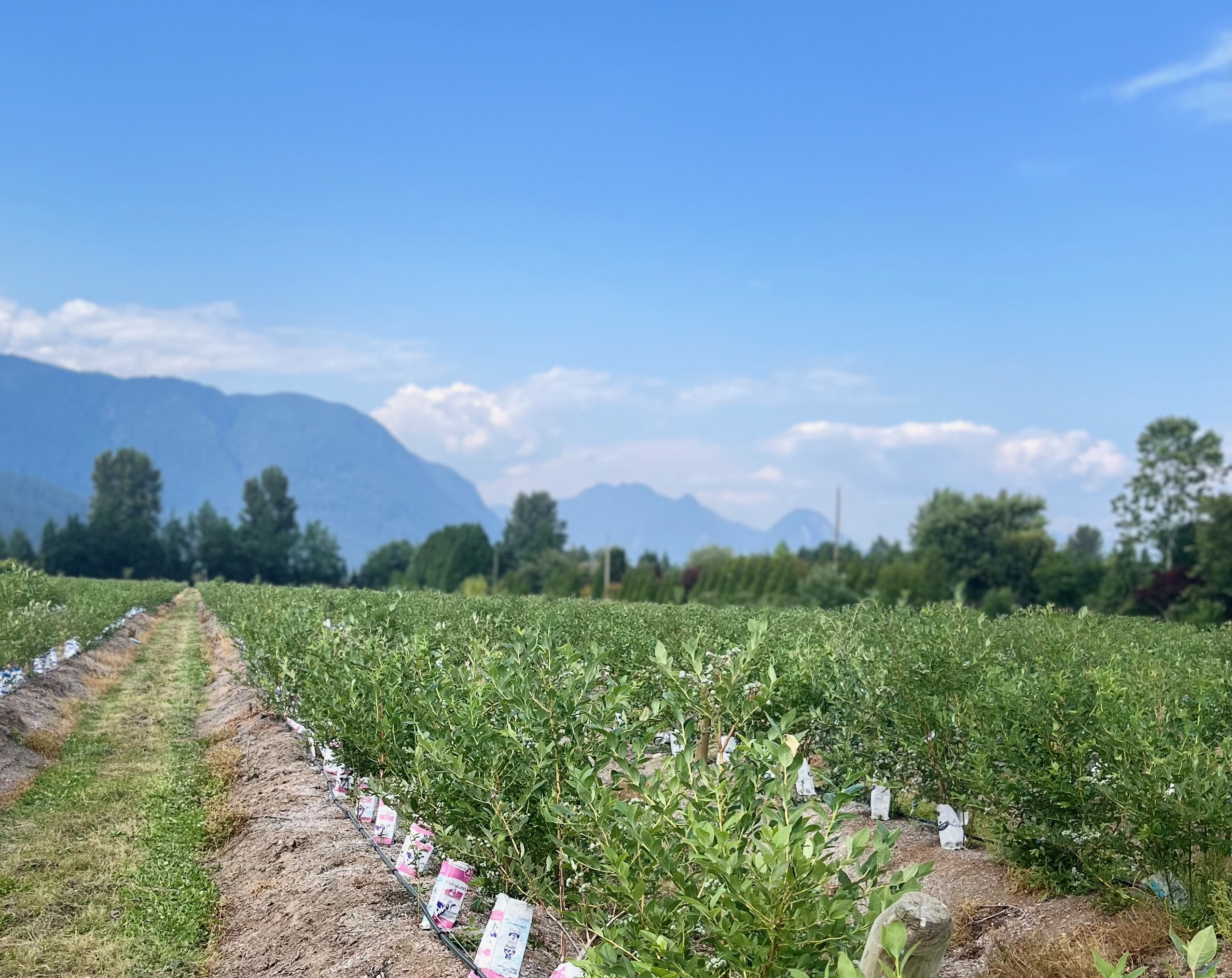 About Us – Blue Ruby Farm