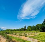 Blue Ruby Farm – Blueberry Farm in Pitt Meadows