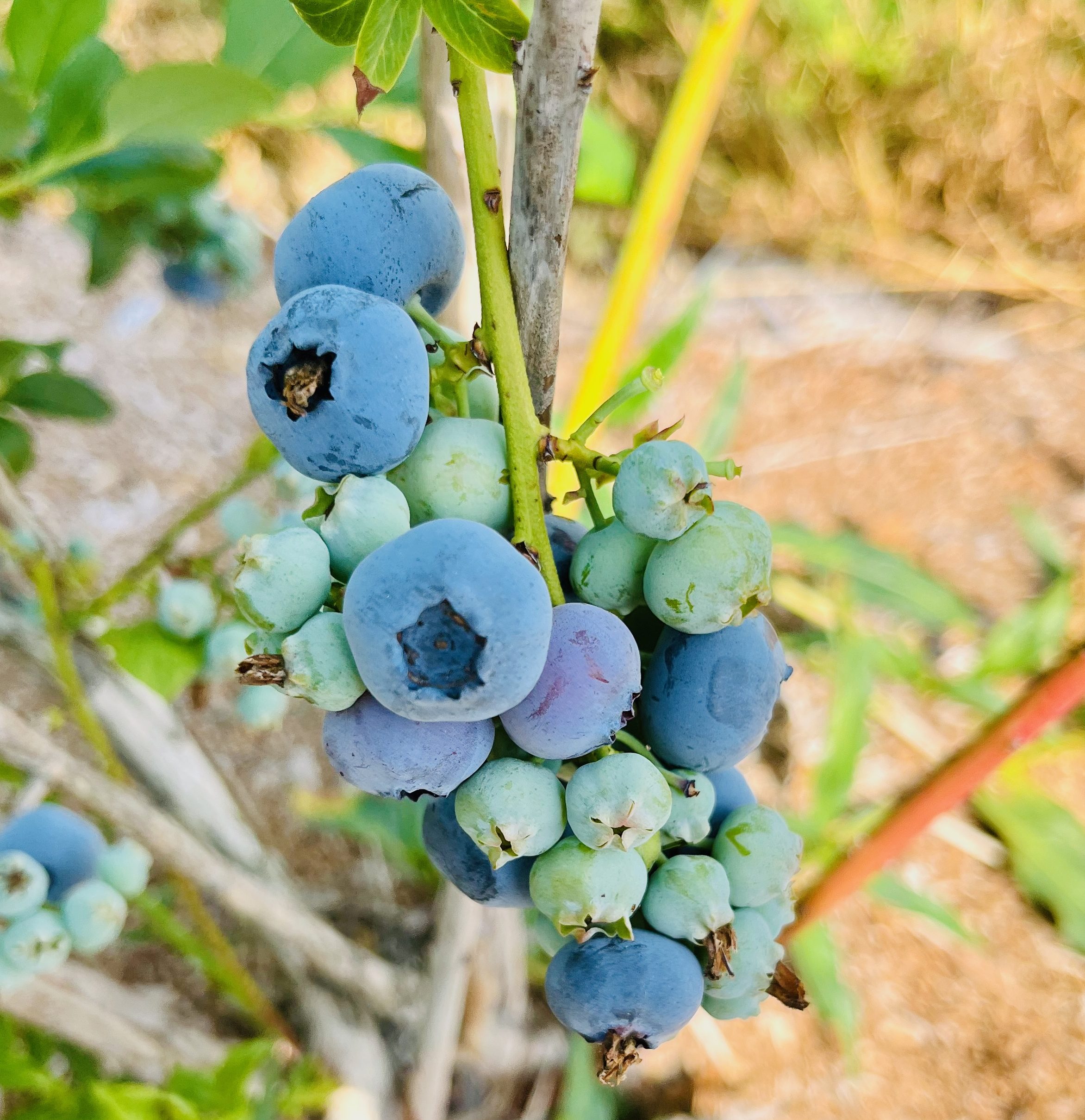 Blueberry Pickup/Delivery – Blue Ruby Farm