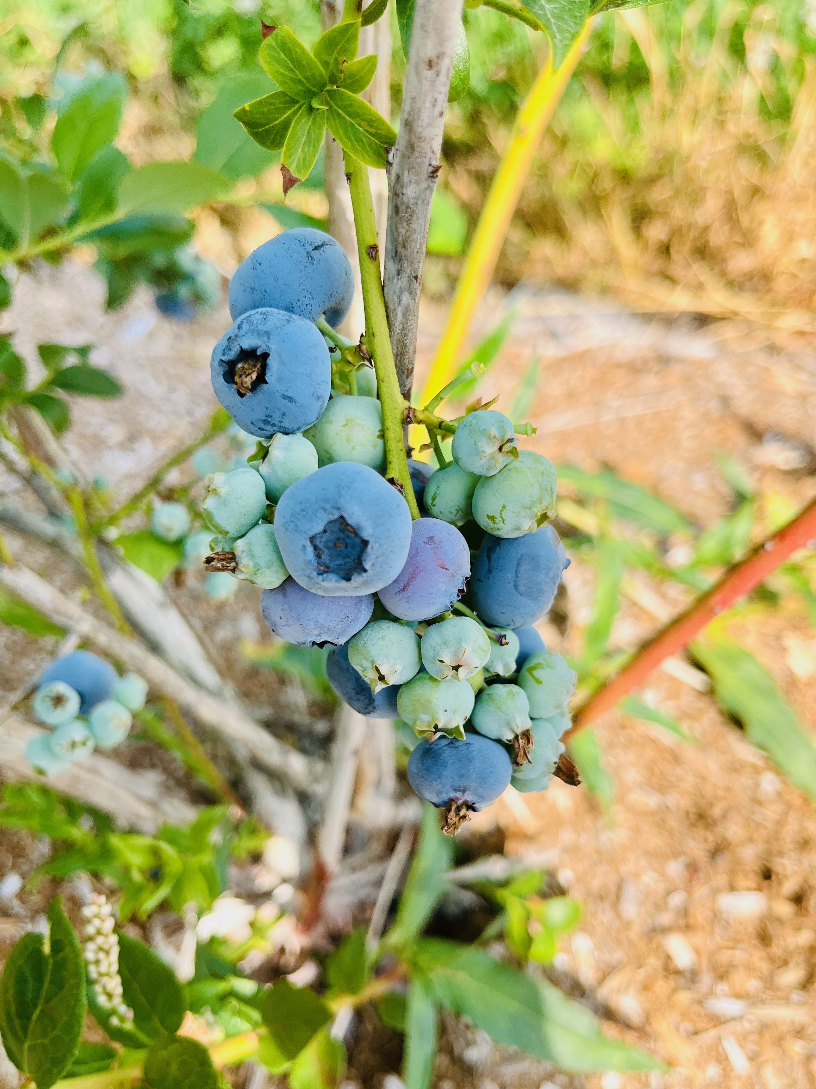 Blue Ruby Farm – Growing natures jewels