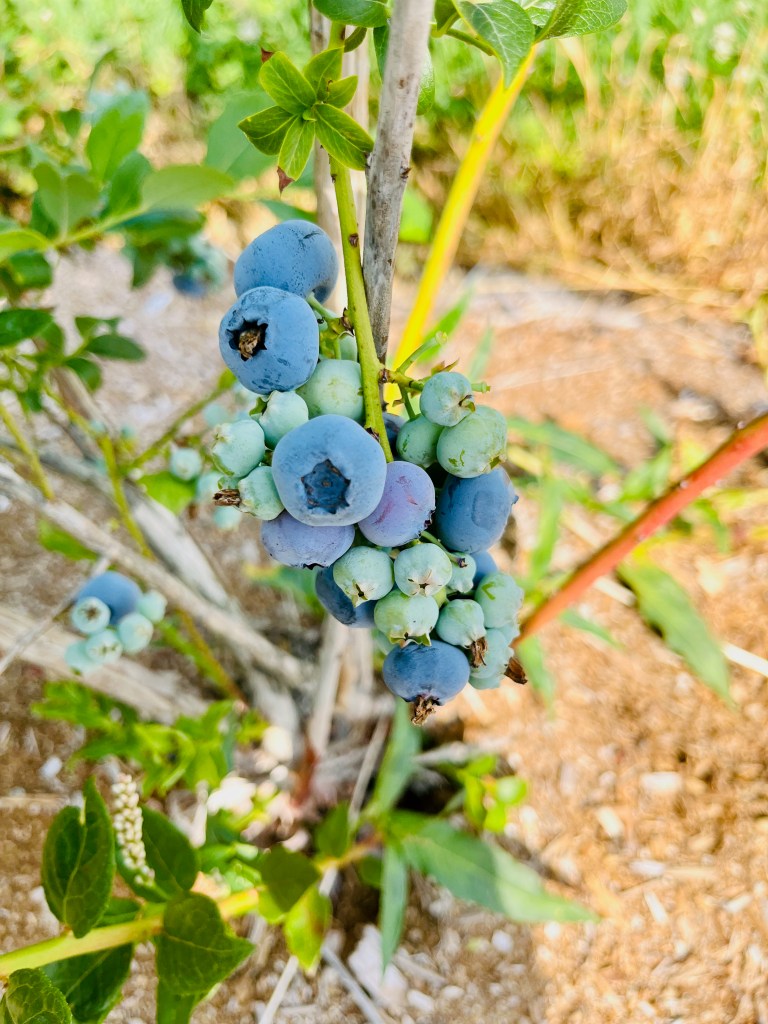 Blueberry Pickup/Delivery – Blue Ruby Farm